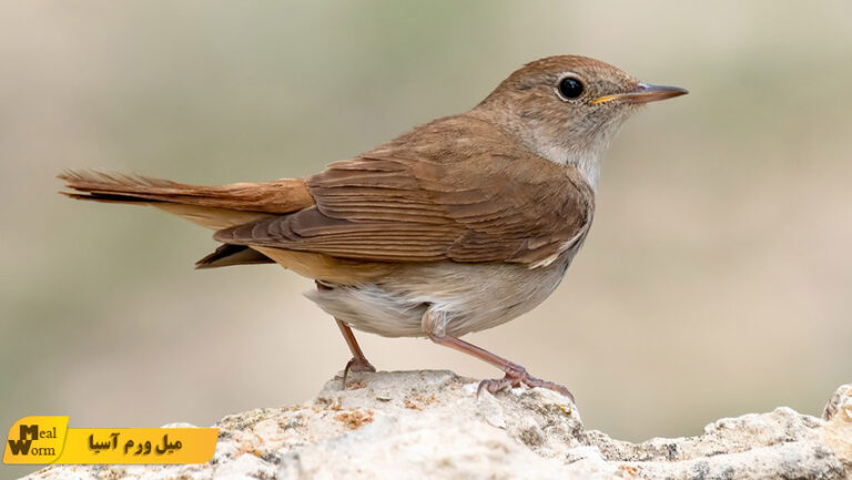 معرفی بلبل و هر آنچه که باید از این پرنده بدانید! - میل ورم آسیا